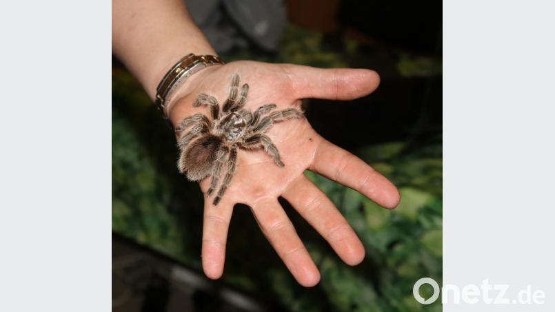 Spinnen zum Anfassen | Onetz