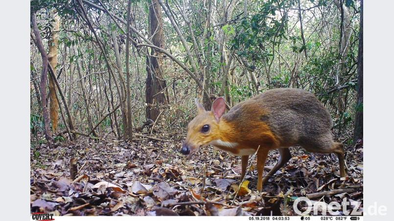 Jahrzehntelang verschwundene Hirschferkel-Art entdeckt | Onetz