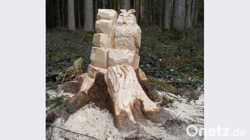 Die neue Eule – ein Prachtexemplar im Wald von Gailoh | Onetz