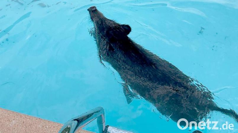 Tierischer Badegast - Wildschwein im Swimmingpool | Onetz