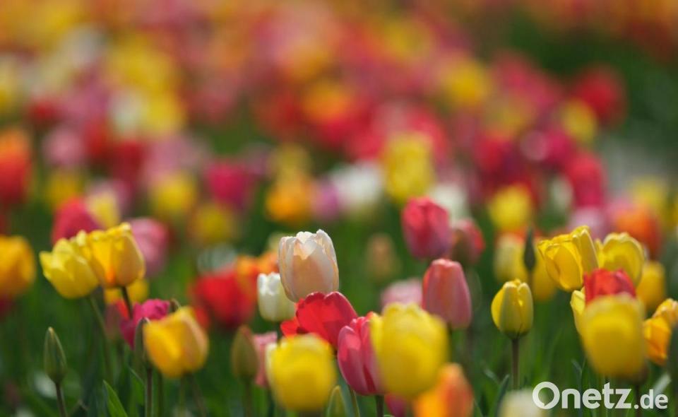 19. NEW-Radltour eine gemütliche Veranstaltung für Familien mit Kindern ...