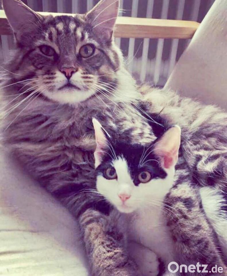 Die schönsten Bilder zum Weltkatzentag | Onetz