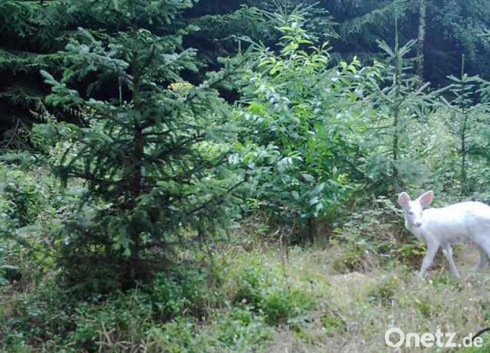 Weißes Reh gesichtet: "Eine Laune der Natur" | Onetz