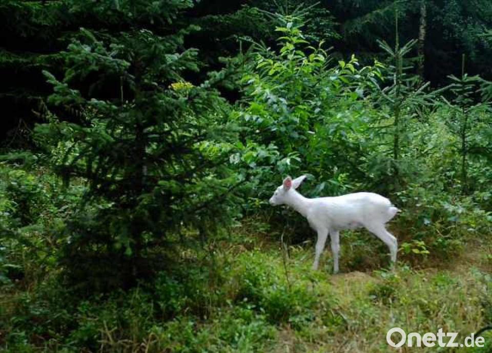Weißes Reh gesichtet: "Eine Laune der Natur" | Onetz