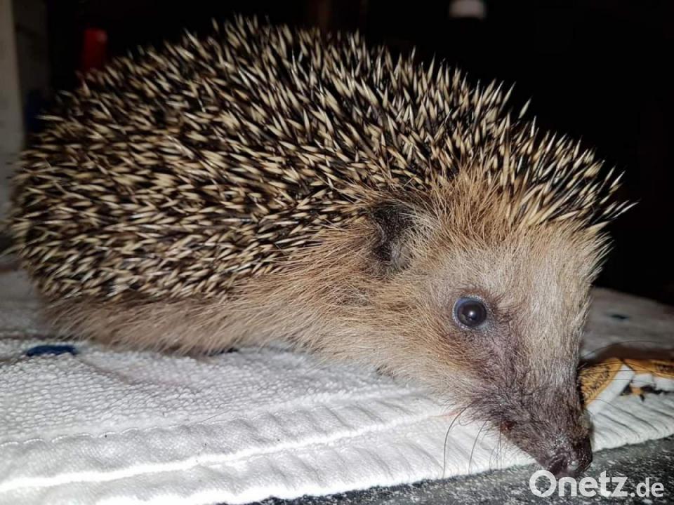 Igel-Auffangstation: Viel Liebe für Stacheltiere | Onetz