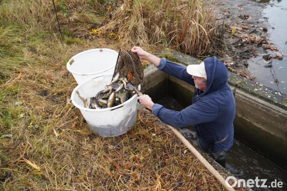Wenn der Teichwirt den Himmelsweiher ablässt: So läuft das Abfischen in Haunritz | Onetz