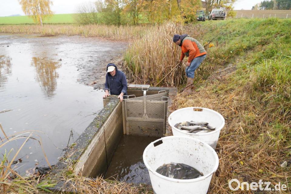 Wenn der Teichwirt den Himmelsweiher ablässt: So läuft das Abfischen in Haunritz | Onetz