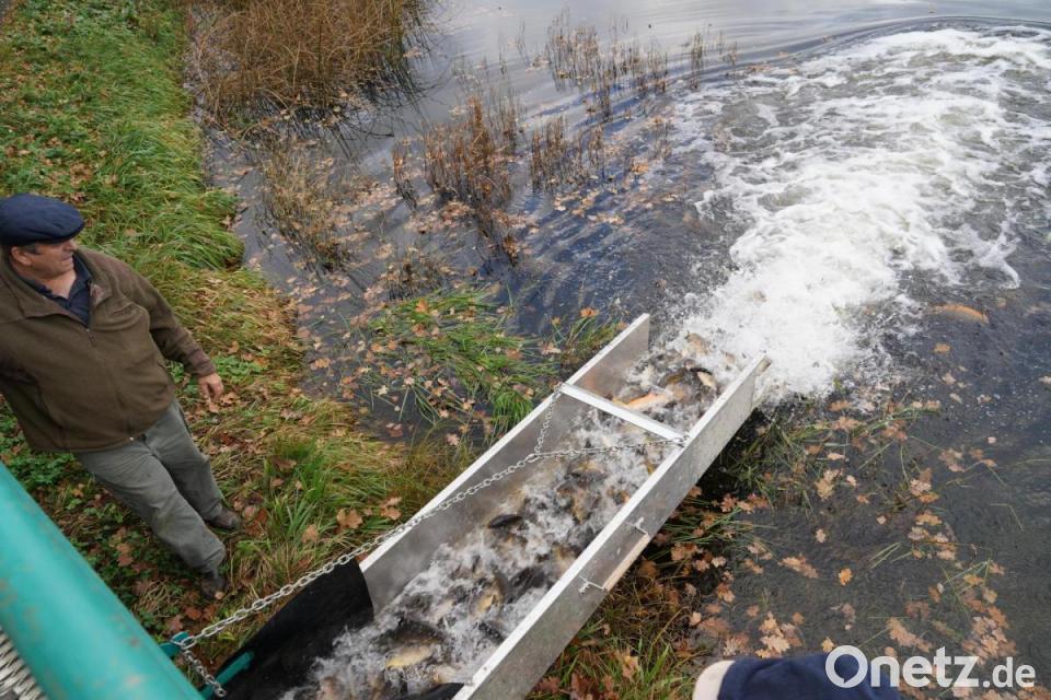 Wenn der Teichwirt den Himmelsweiher ablässt: So läuft das Abfischen in Haunritz | Onetz