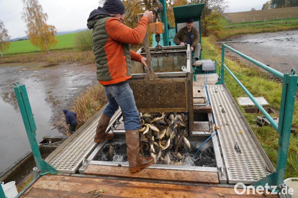 Wenn der Teichwirt den Himmelsweiher ablässt: So läuft das Abfischen in Haunritz | Onetz