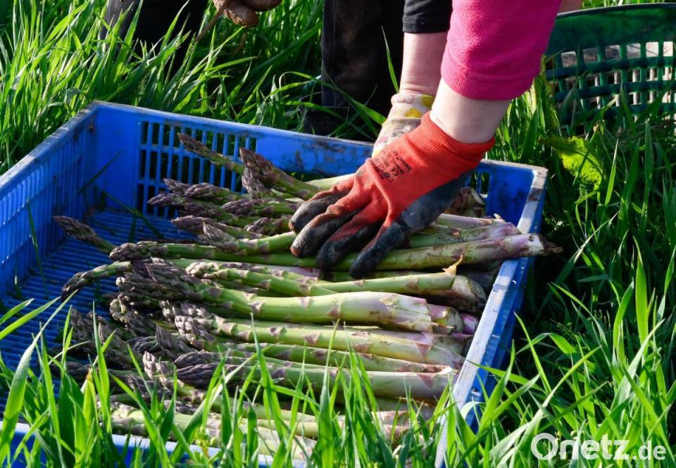 Später Start in die Spargelsaison | Onetz