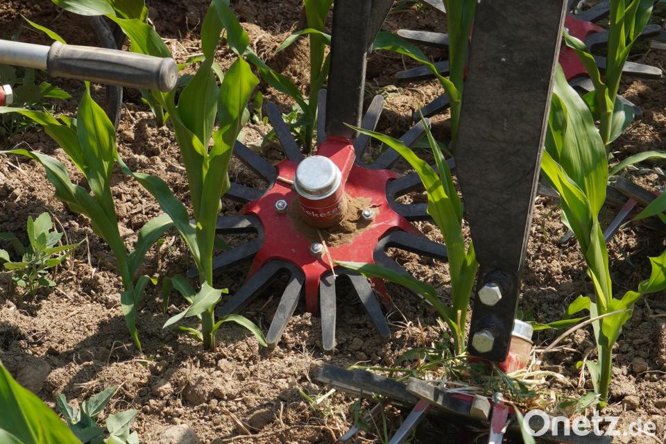 Alte Technik wiederbelebt: Wie Bio-Landwirte ohne Gift Unkräuter ...