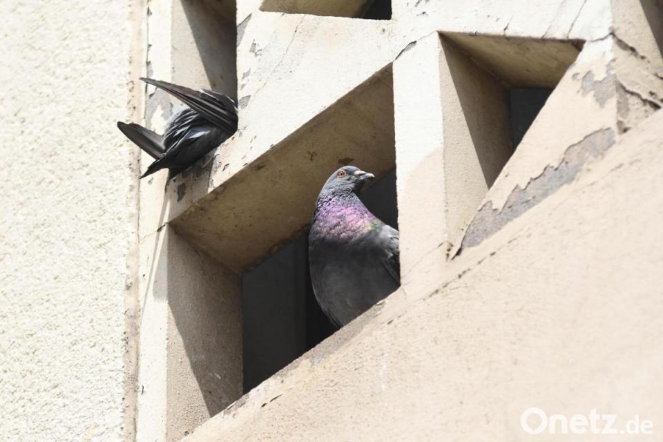 Immer mehr Tauben in Weiden: Wo bleibt der Taubenschlag am Josefshaus? | Onetz