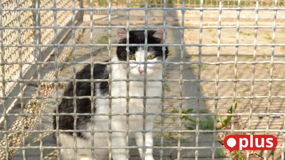 Serie "Alles für die Katz": Admiral zieht aus | Onetz