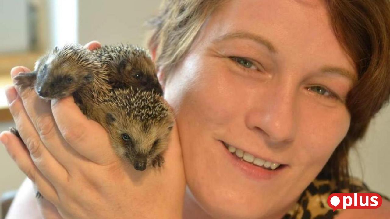 Igel-Auffangstation: Viel Liebe für Stacheltiere | Onetz