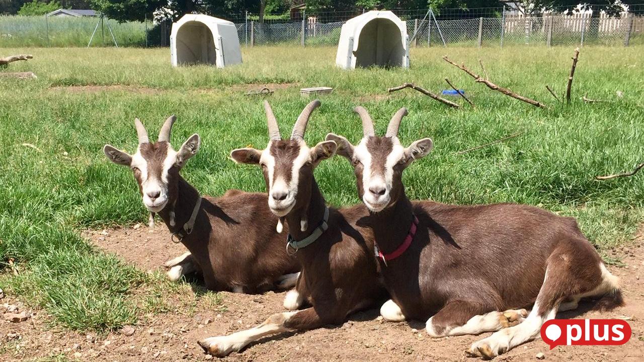Zickig, aber mit viel Charme | Onetz