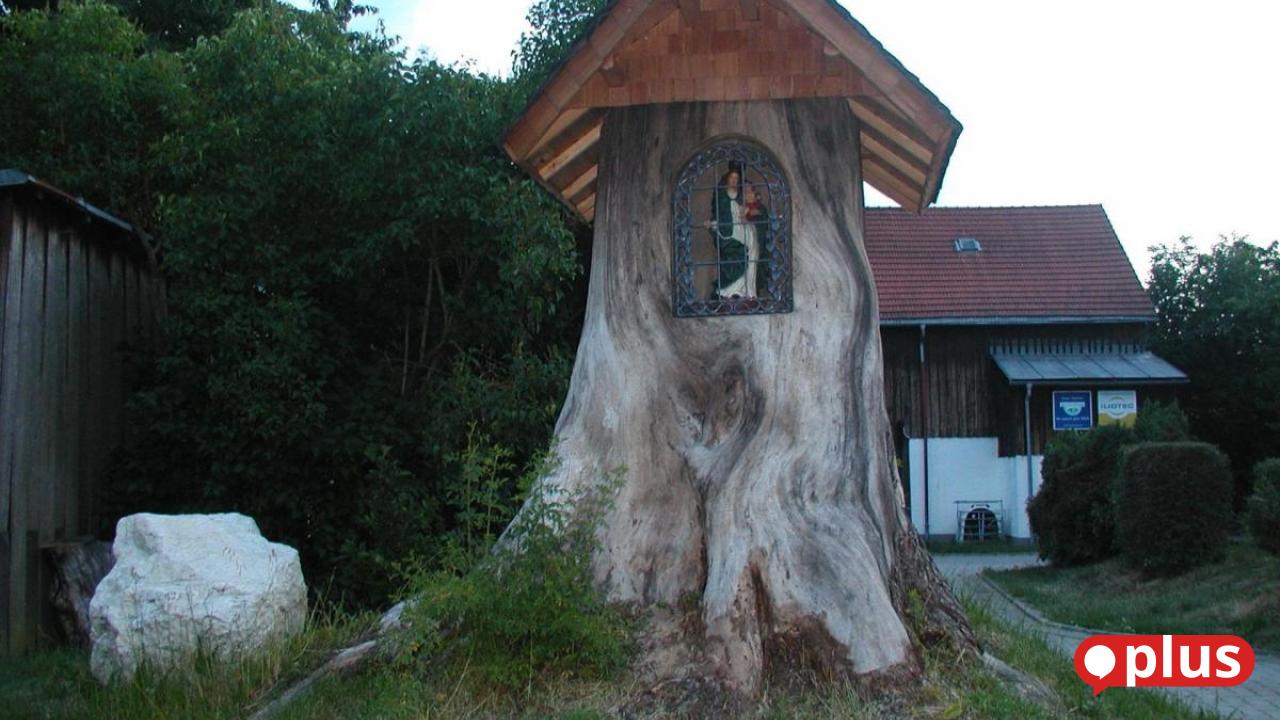 Wie aus einem alten, stolzen Baum in Brand ein neues Wahrzeichen wird ...