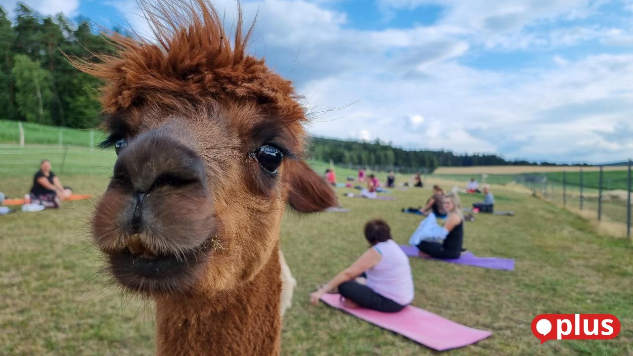 Entspannung mal anders: Mit Alpaka-Yoga vom Alltagsstress erholen | Onetz