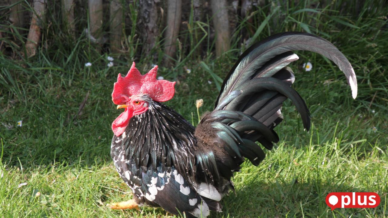 Chabo-Hühner als besondere Leidenschaft von Heike Suchanek | Onetz