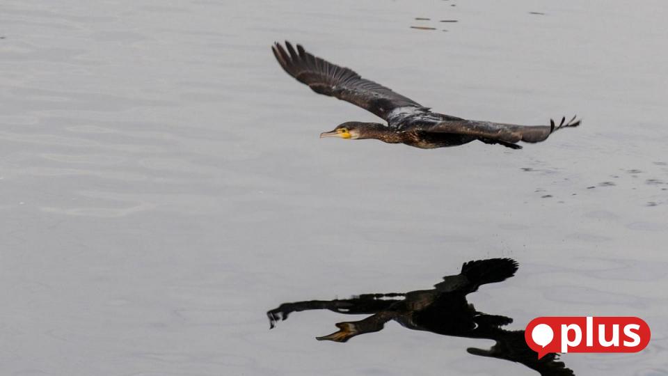 Fisch-Schreck Kormoran: Weniger Probleme als mit Fischotter | Onetz