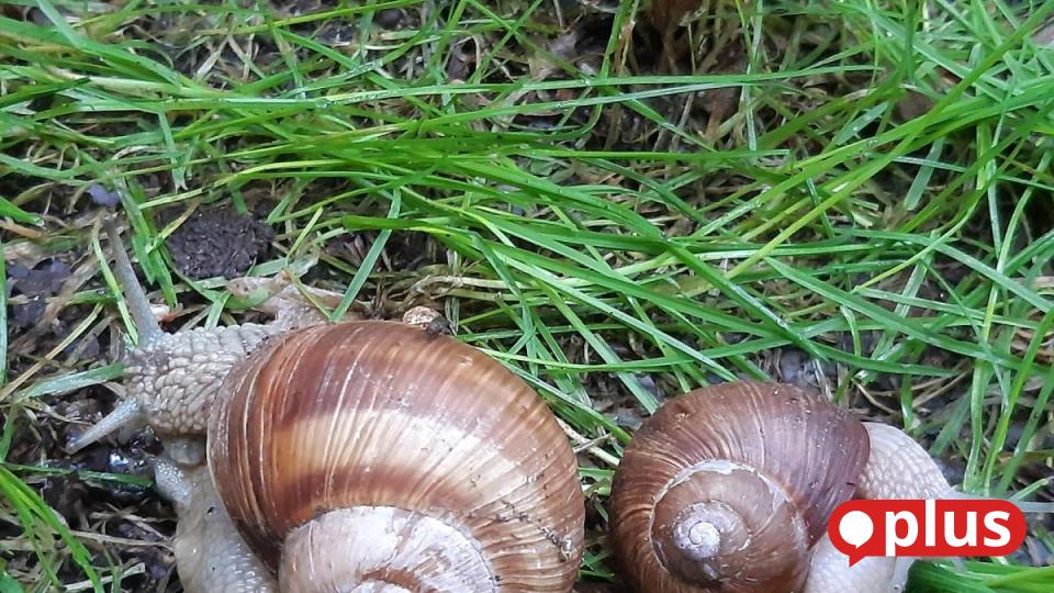 Serie "Natur pur": Warum manche Schnecken ganz besonders sind | Onetz