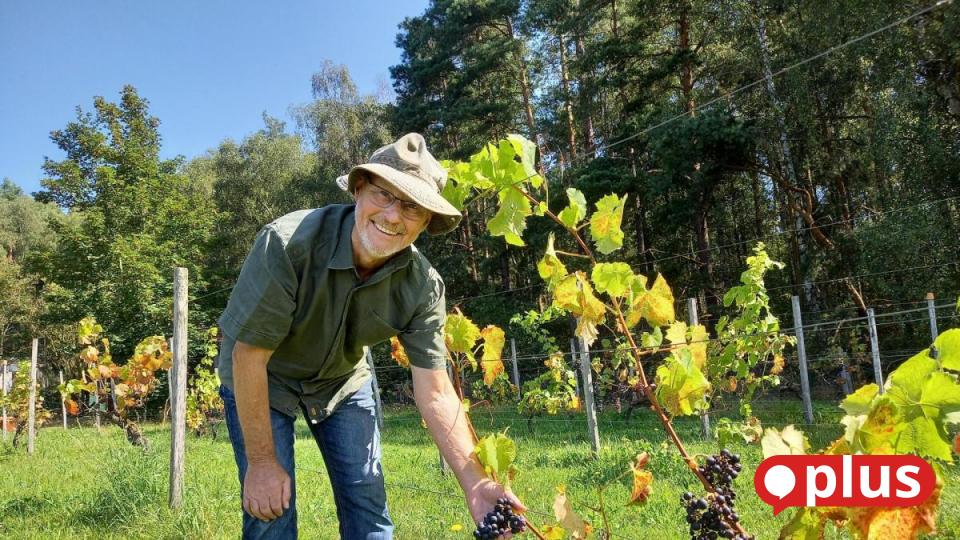 Weinbau bei Nabburg: Für Max Meier bleibt das eine spannende Sache | Onetz