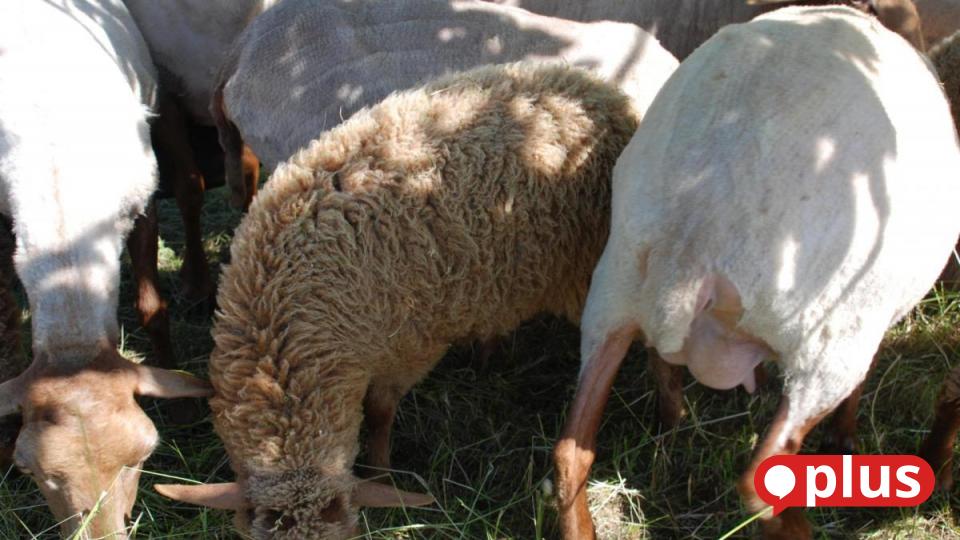 Blauzungenkrankheit erreicht die Oberpfalz | Onetz