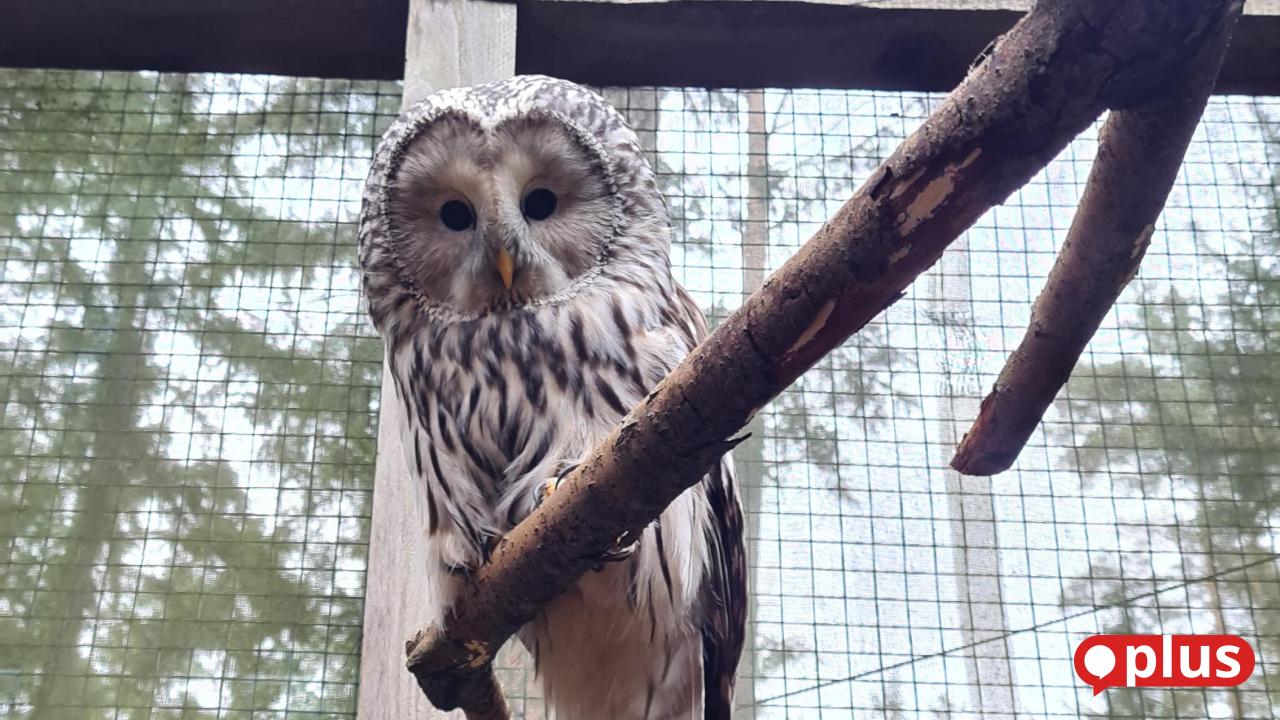 Kauz „Lucky“ nach Unfall bei Immenreuth wieder in Freiheit entlassen ...