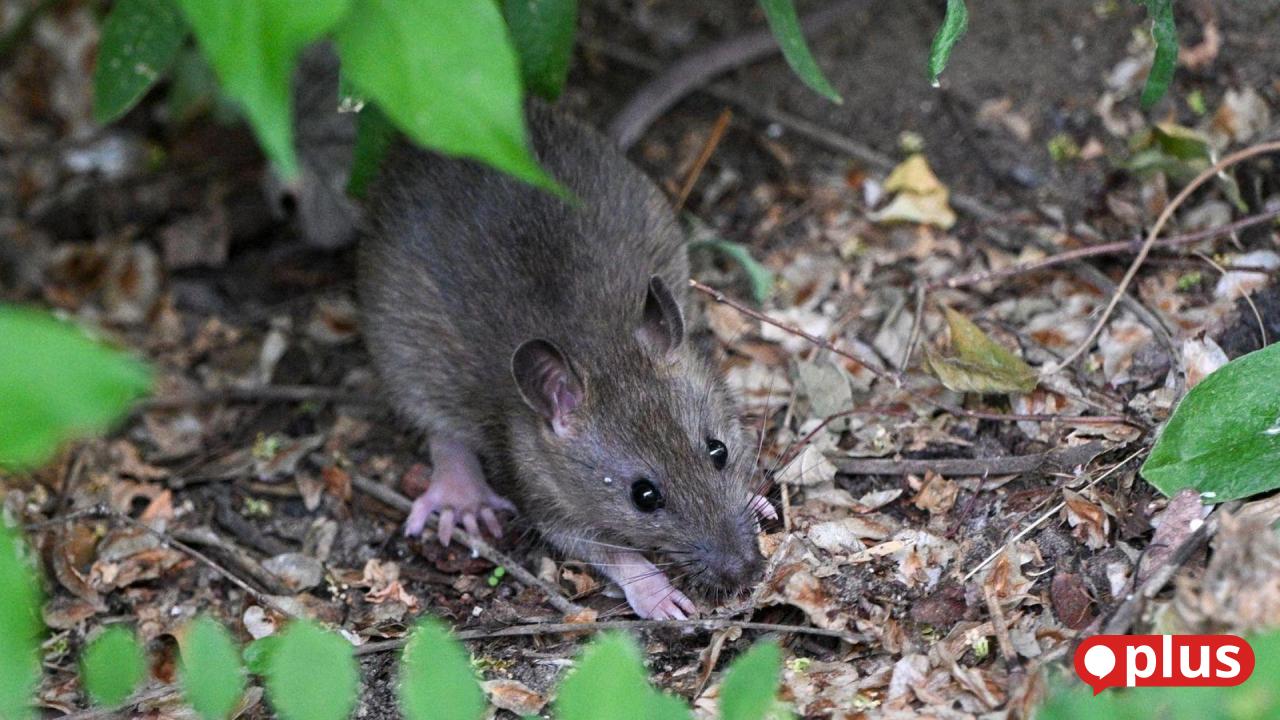 Wanderratten in Weiherhammer und Dürnast: Maßnahmen zeigen Wirkung | Onetz