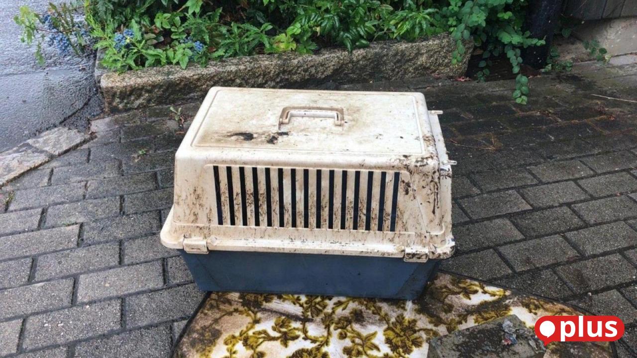 Tote Katze im Stadtmühlbach: Ergebnis der Pathologie liegt vor | Onetz