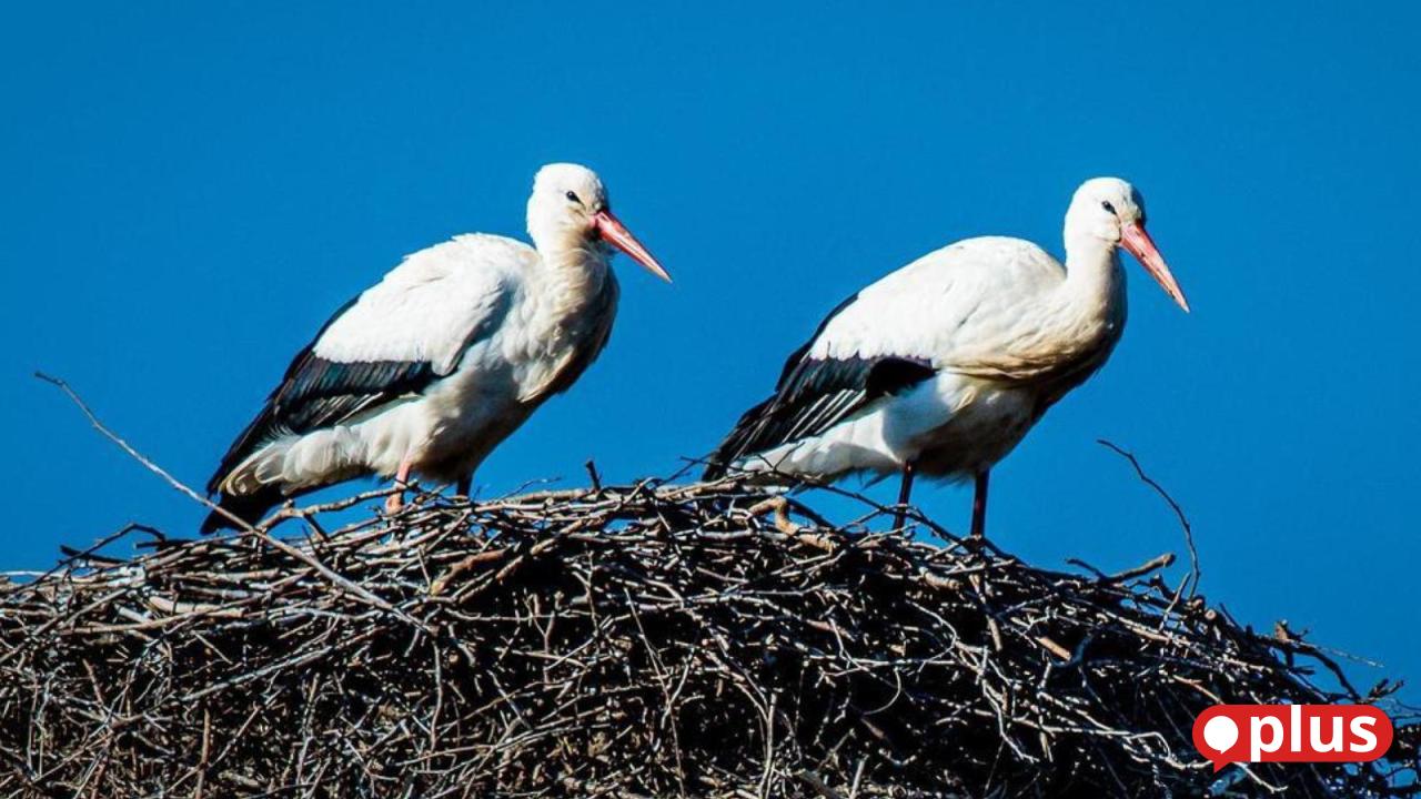 Vogelgrippe in Spanien: Kehren alle Störche in ihre Horste zurück? | Onetz