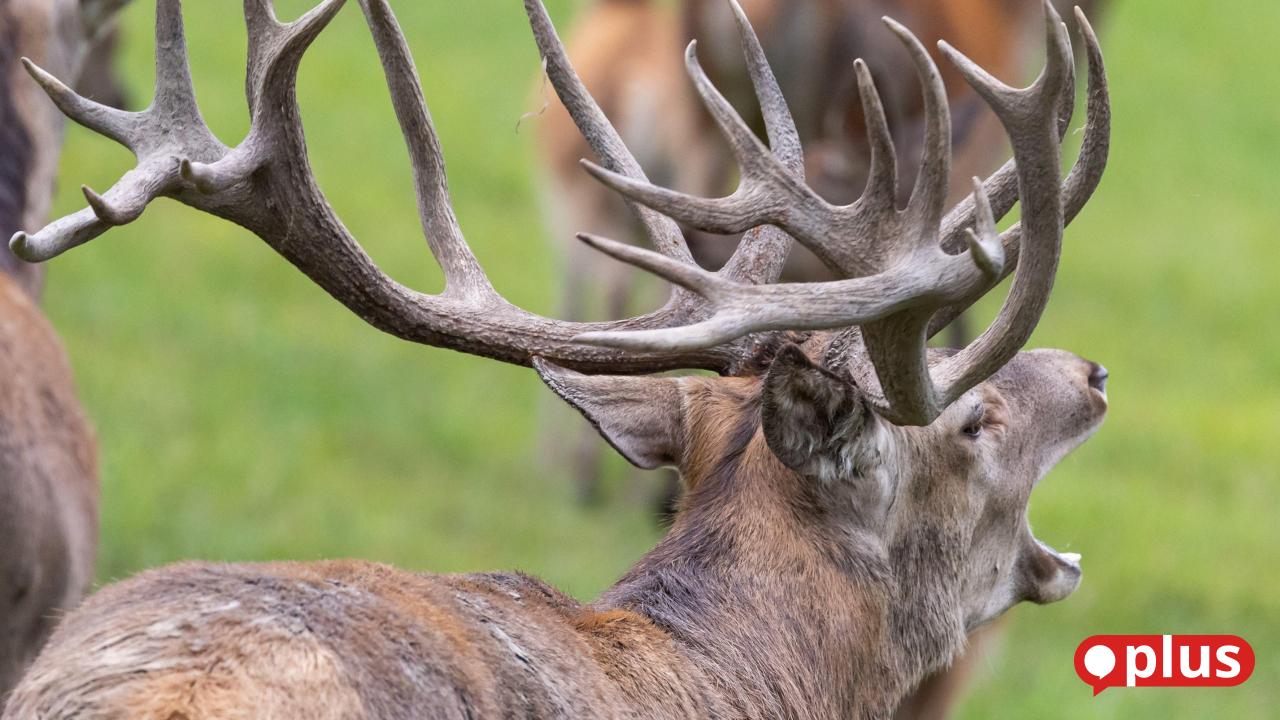 Großer Amerikanischer Leberegel setzt Rotwild im Raum Eschenbach zu | Onetz