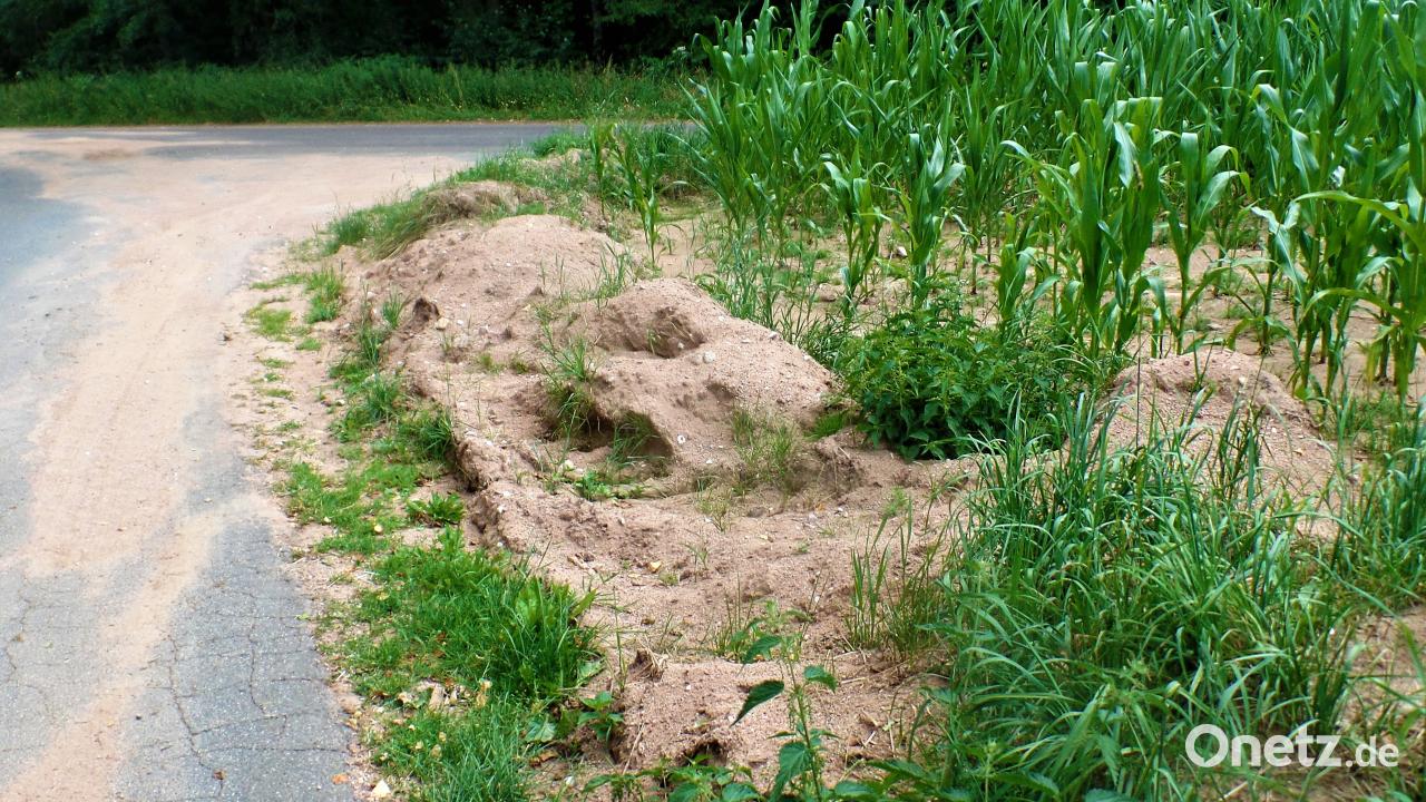 Der Dreck muss weg | Onetz