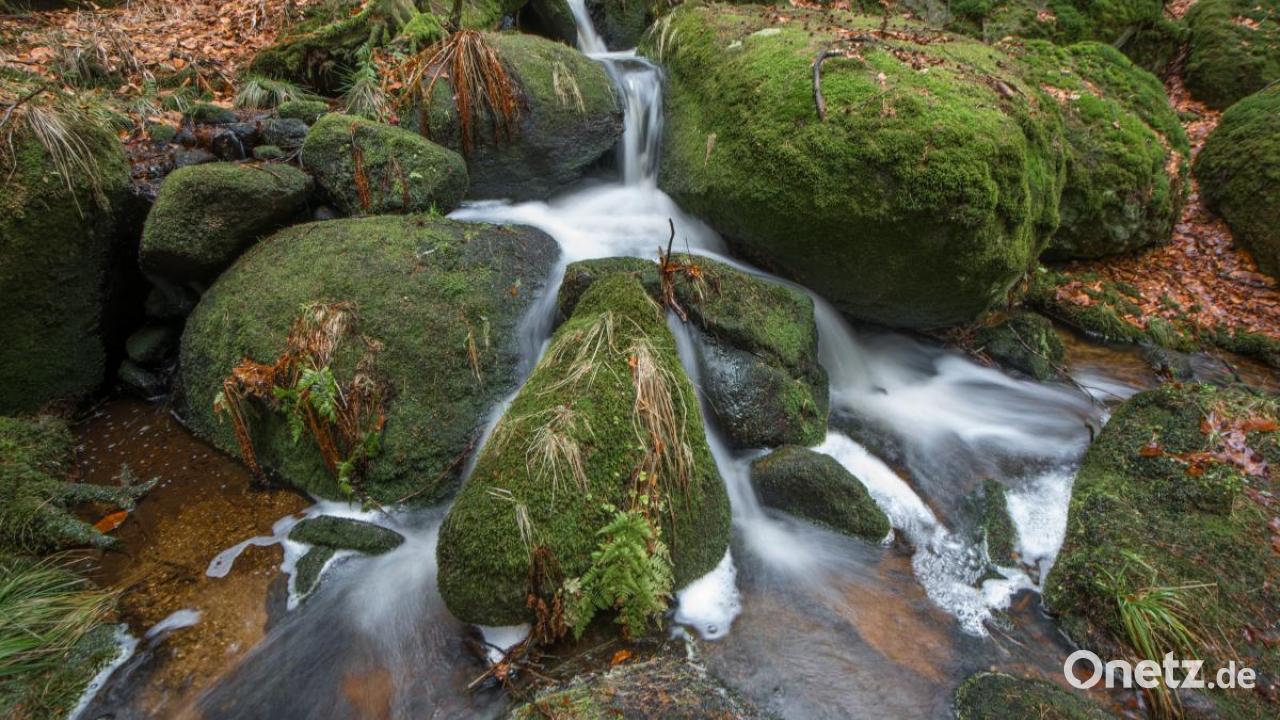 Wo der Wildbach rauscht | Onetz