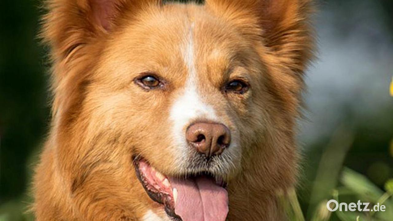 Mischlinge und Rassehunde präsentieren sich | Onetz