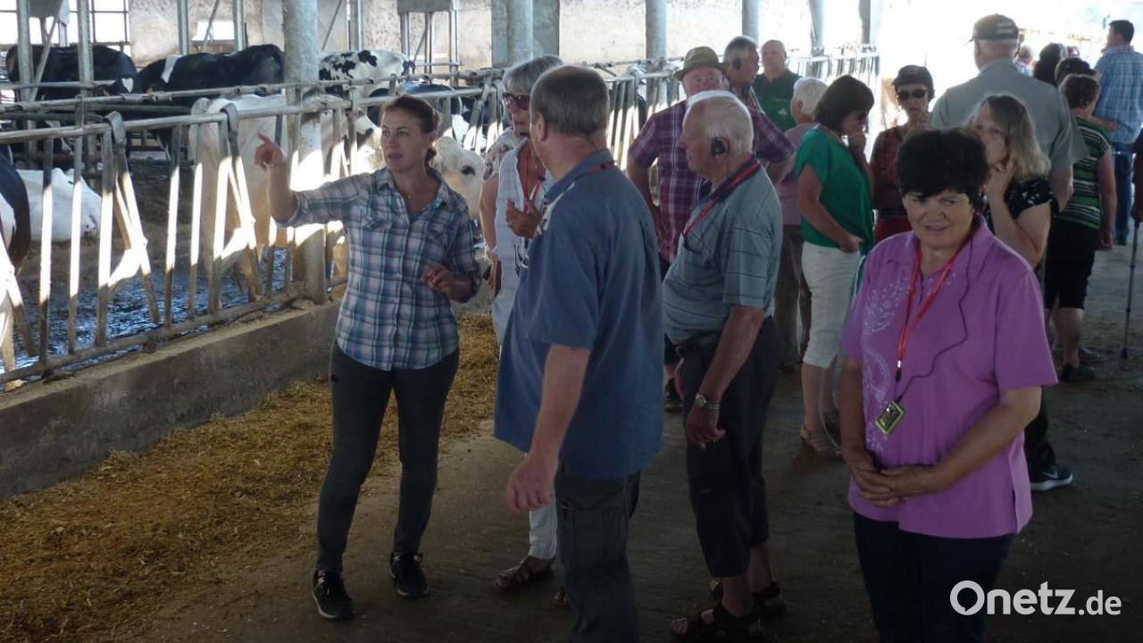 Holsteiner Rinder in Norditalien | Onetz