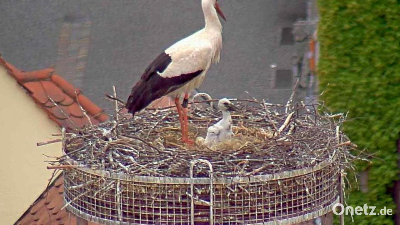 Familie Storch: Fünf Eier, aber nur ein Jungstorch | Onetz
