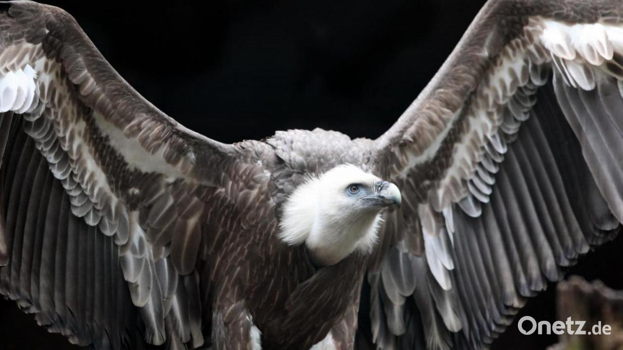 Umweltschützer wollen wieder Geier in Bayern | Onetz