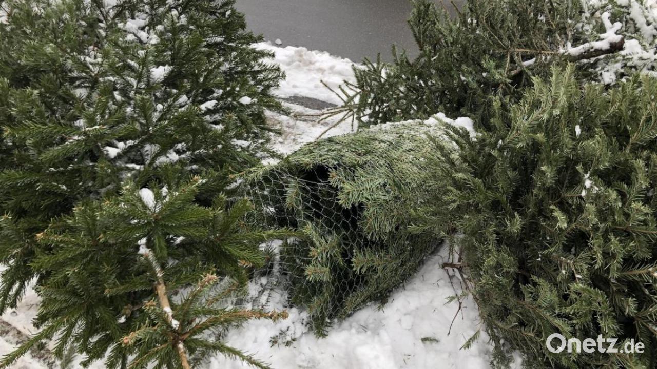 Christbaum im Netz der Vergänglichkeit gefangen | Onetz