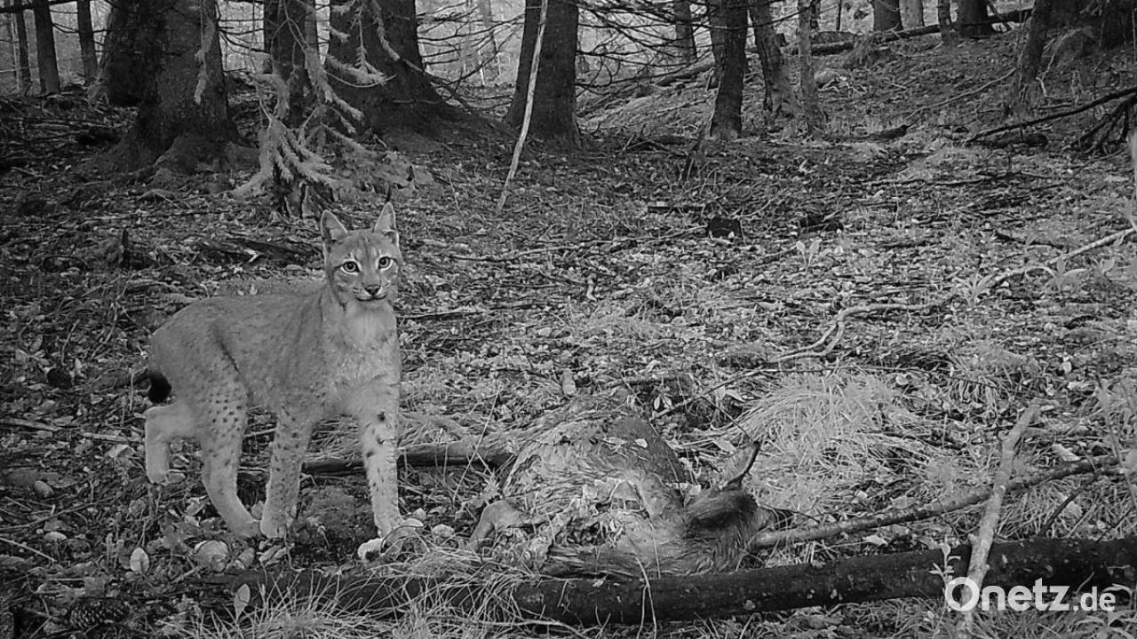 Der Luchs vom Grenzkamm zeigt seine Beute | Onetz
