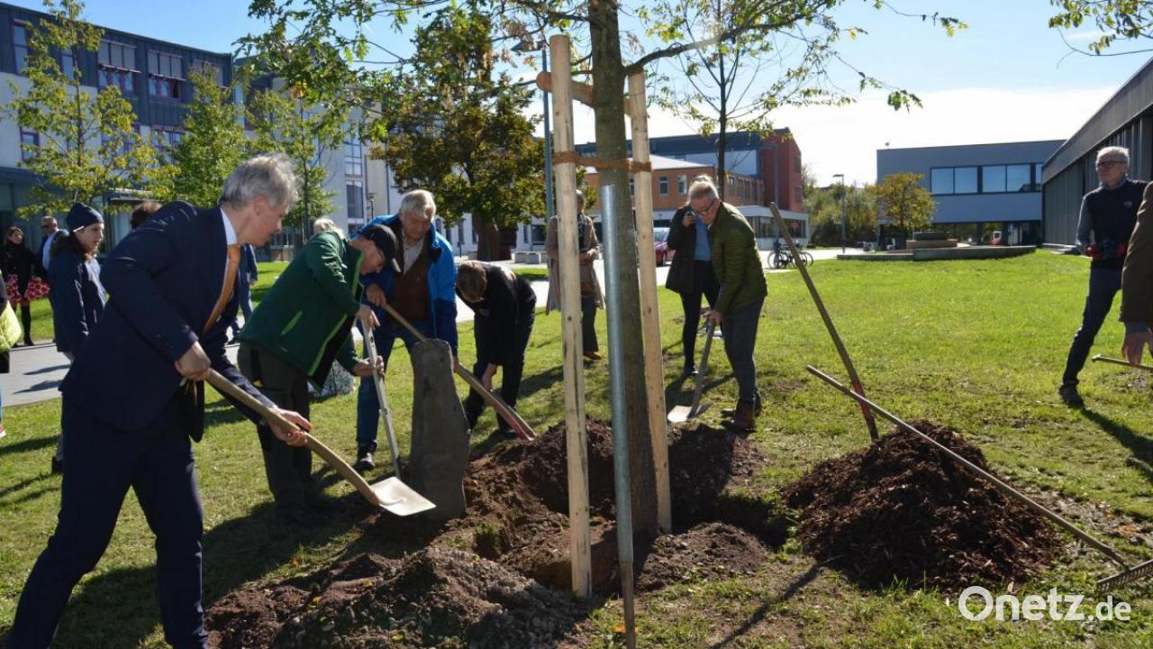 Beuys-Eiche ziert Campus-Gelände der OTH Weiden | Onetz