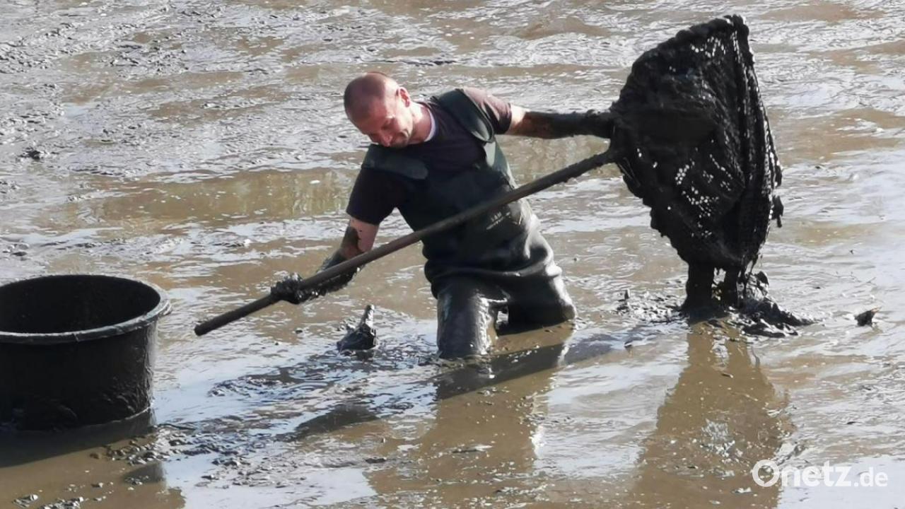 Kräftezehrendes Abfischen im Schlamm-Meer des Atzmannsees | Onetz