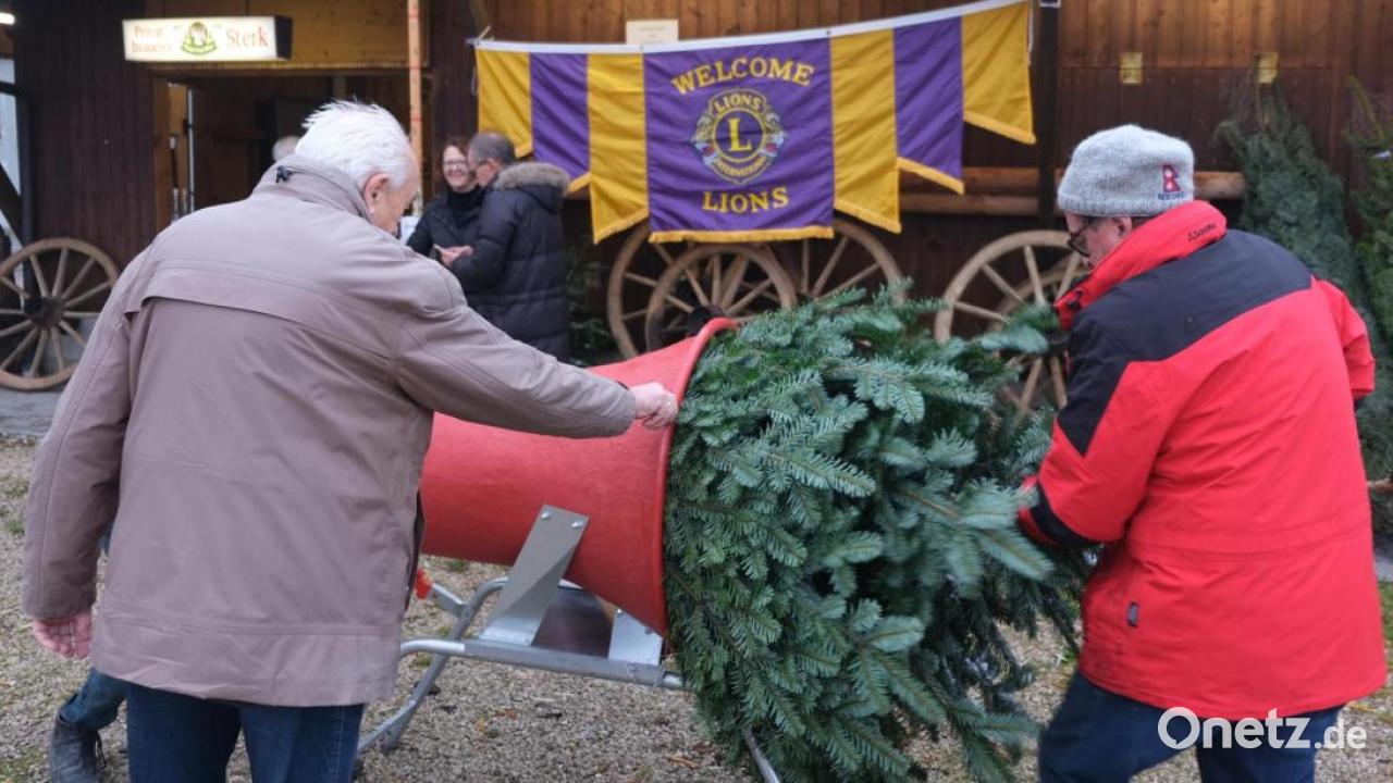 Christbäume des Lions-Clubs Amberg-Sulzbach schnell ausverkauft | Onetz