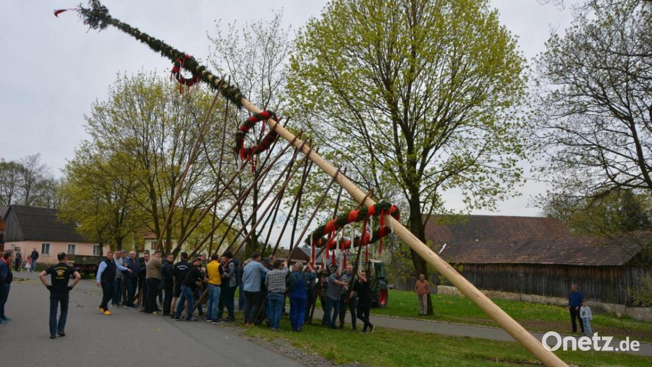 30 Männer hieven in Pleußen 28-Meter-Maibaum in die Höhe | Onetz