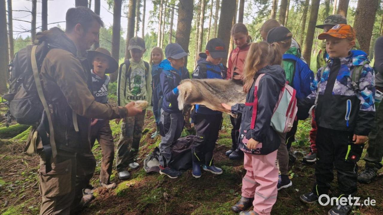 Kinder erfahren Wissenswertes über Wolf, Wildschweine und andere ...