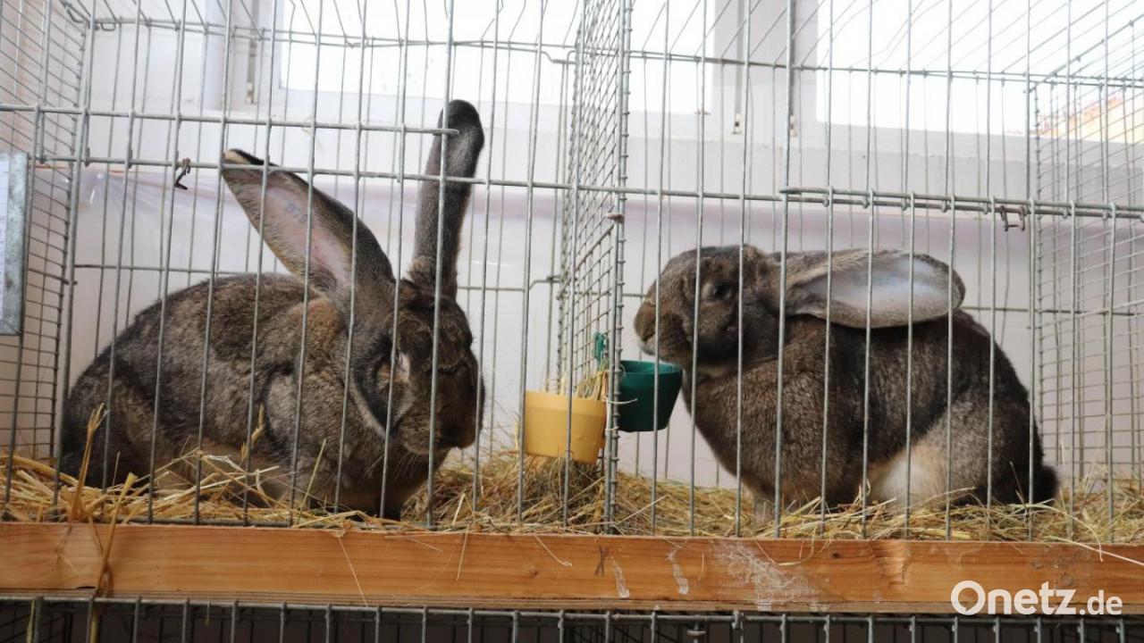 Kleinste Bezirks-Kaninchenschau mit 470 ausgestellten Tieren | Onetz