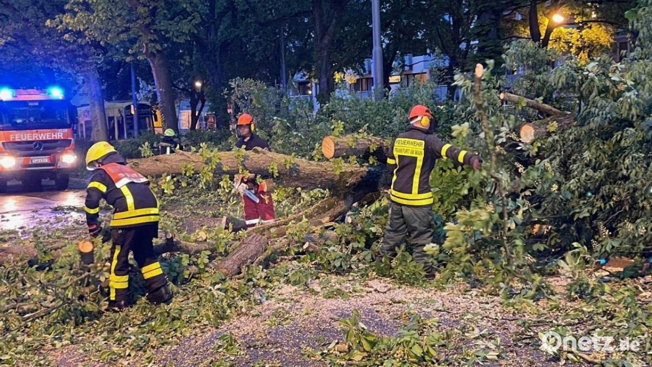 Schäden durch Unwetter: Viele umgestürzte Bäume in der Oberpfalz | Onetz