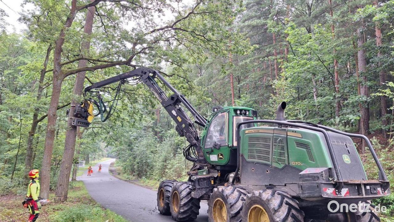 Staatsforsten entnehmen rund 60 Birken und Kiefern | Onetz