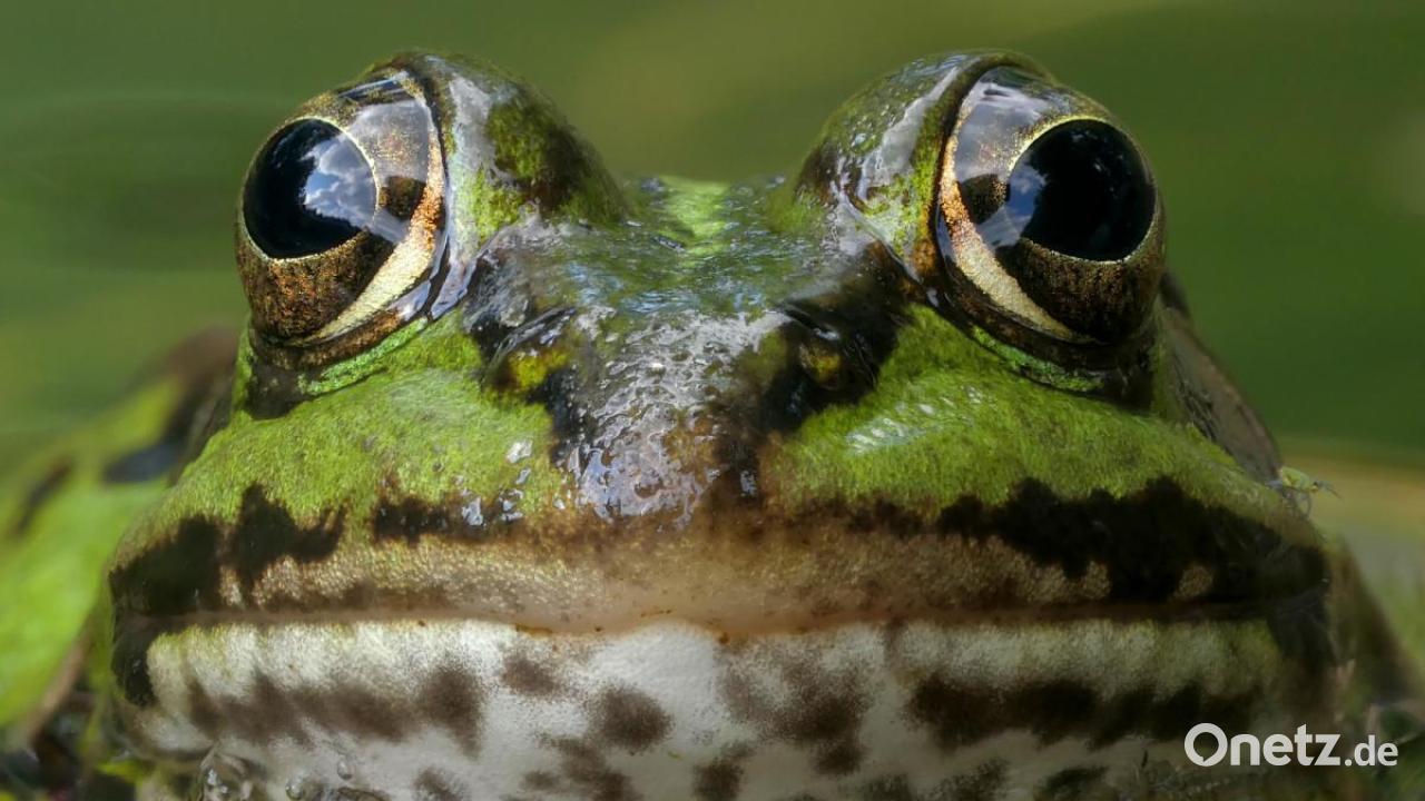 Naturdoku „Der Teich und seine grauen Gesellen“ zeigt faszinierende ...
