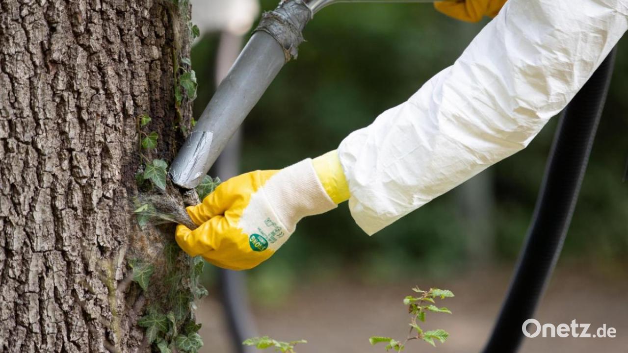 Autobahn GmbH entfernt Nester des Eichenprozessionsspinners | Onetz