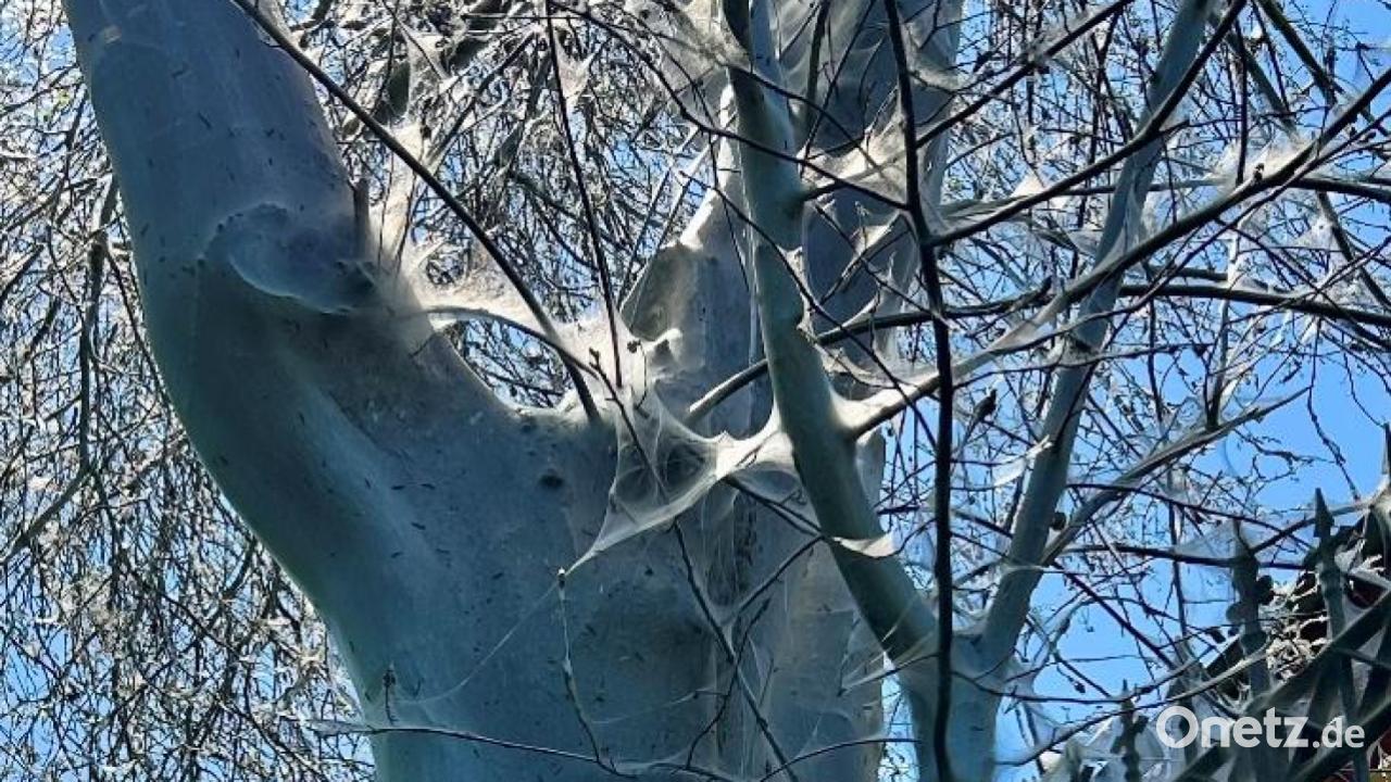 Stadt Weiden: Keine Gefahr für Mensch und Natur durch Gespinstmotten ...